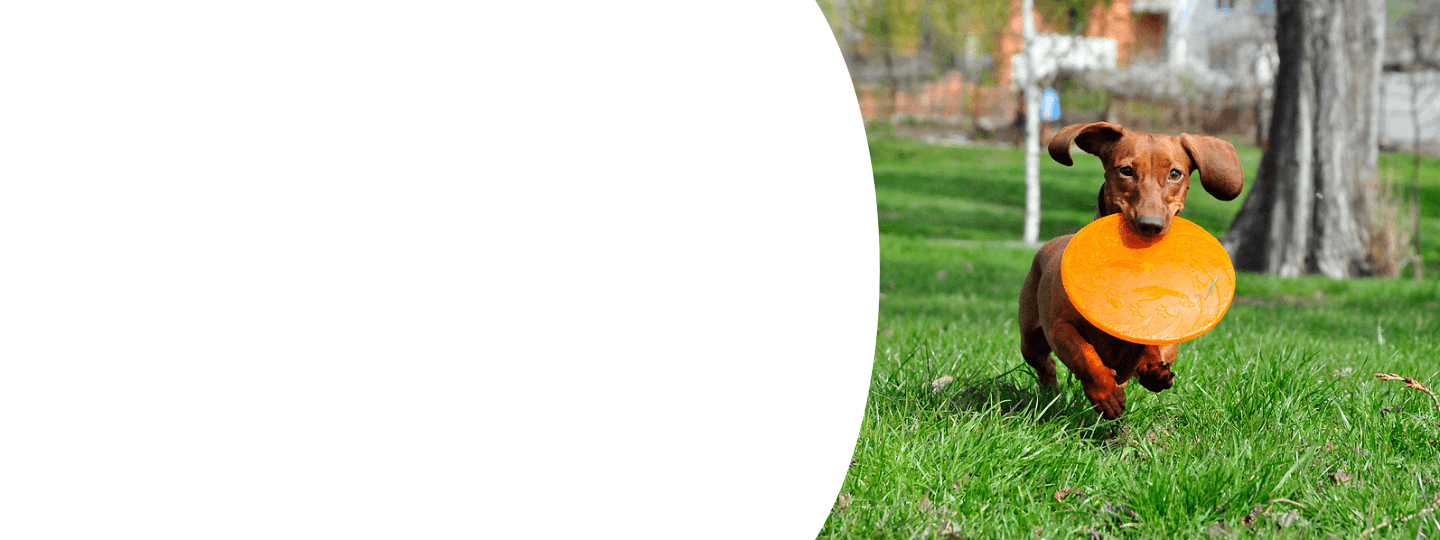 Recognising Signs of Deafness in Dogs: A Guide | Boots Hearingcare