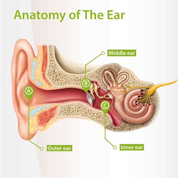 Human Ear Structure