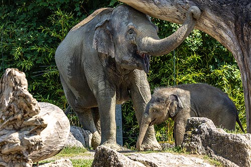 Scopri come funziona l’udito negli animali | AudioNova